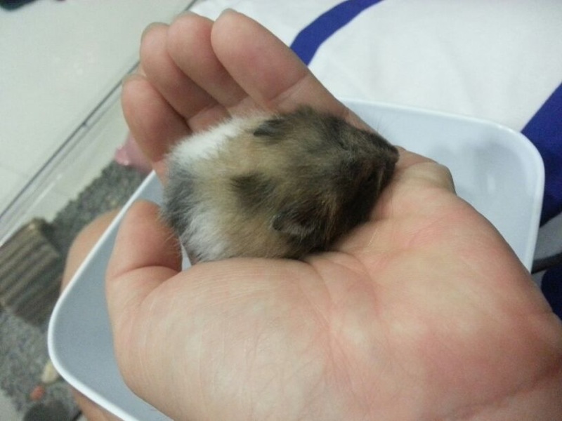 Natural PawPals: Cherimoya the Calico (aka Tortoiseshell Banded) Syrian ...
