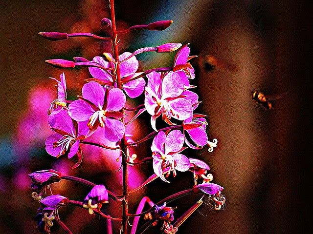 Docaitta Lifestyle: Foraging 12: Flowers on your toast, Fireweed Jelly