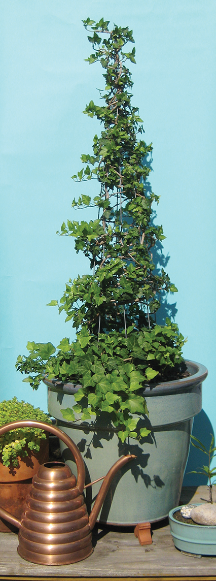 The Decorated Tree: evergreens & topiaries