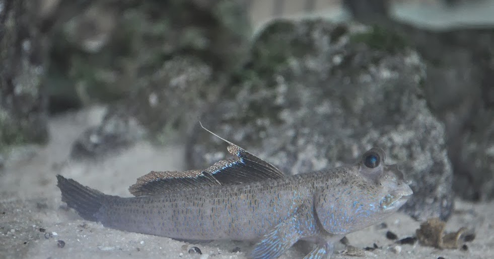 ZOOTOGRAFIANDO (6.100 ANIMALS): SALTARÍN DEL FANGO ATLÁNTICO / ATLANTIC ...