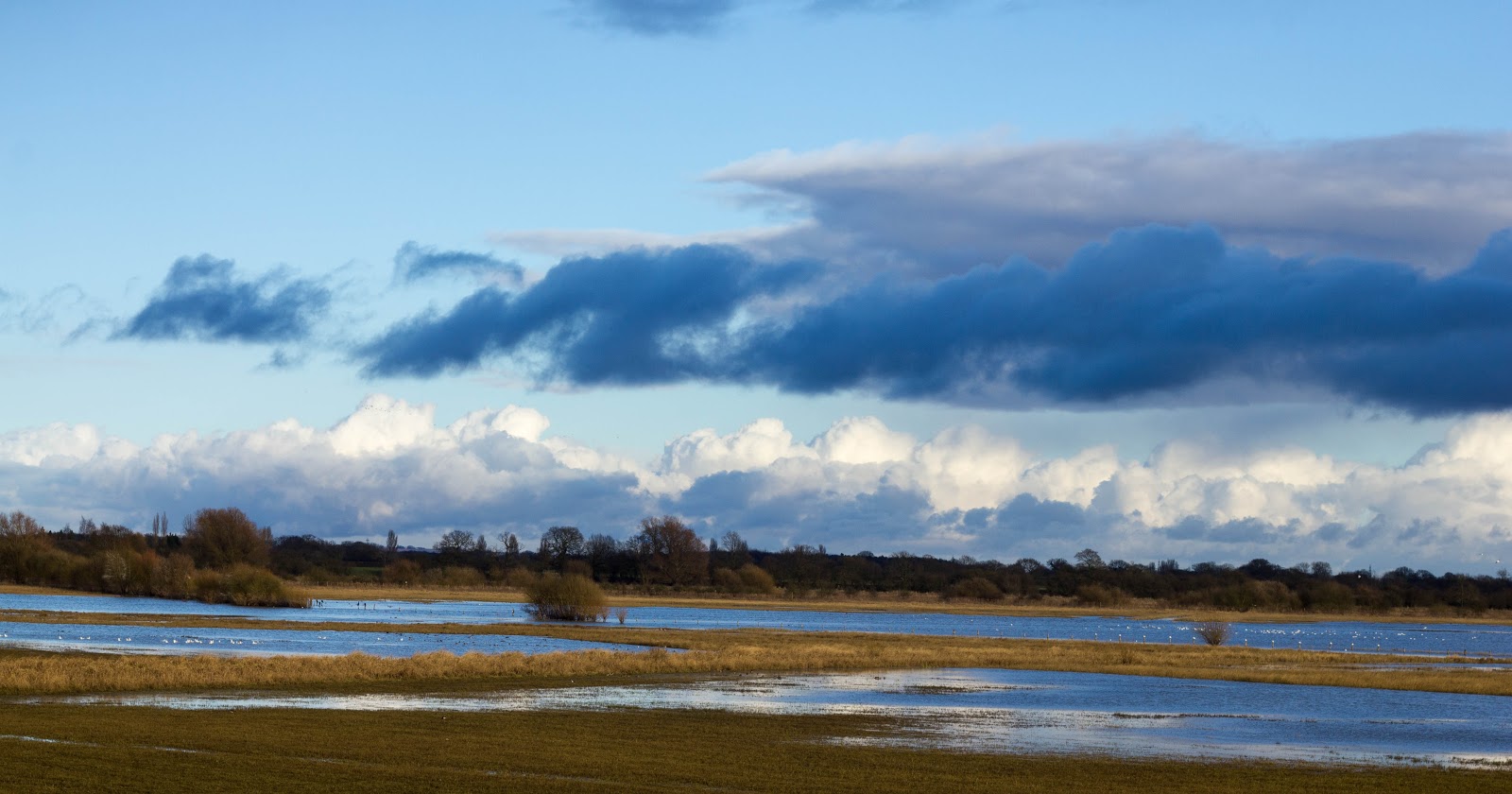 TimboBaggins Abroad: Early signs of Spring at Wheldrake Ings