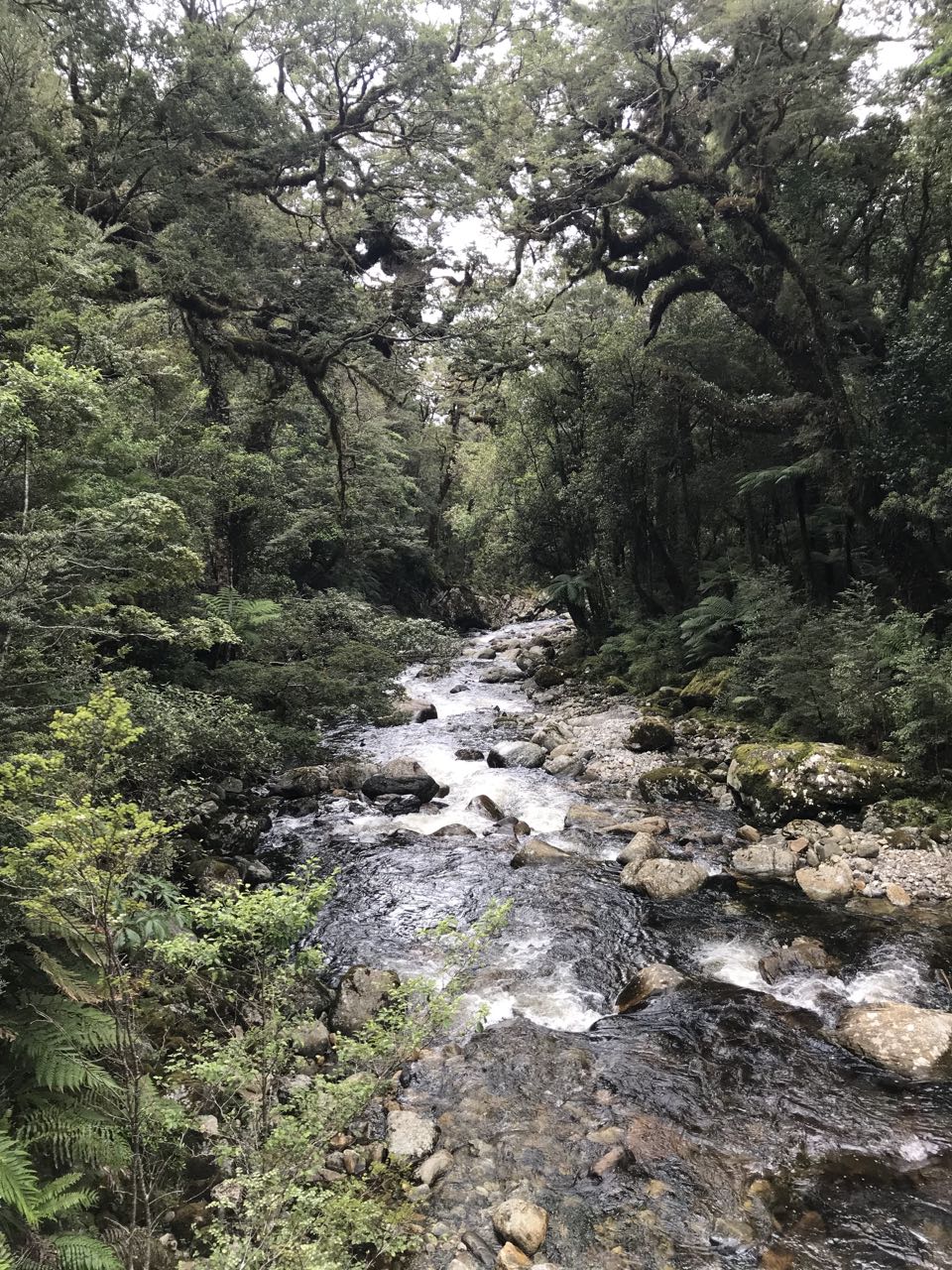 SV Footprint (Begonia): George Sound (Fiordland)