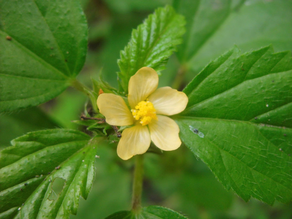 Sidaguri Flower ( Sida Rhombifolia )