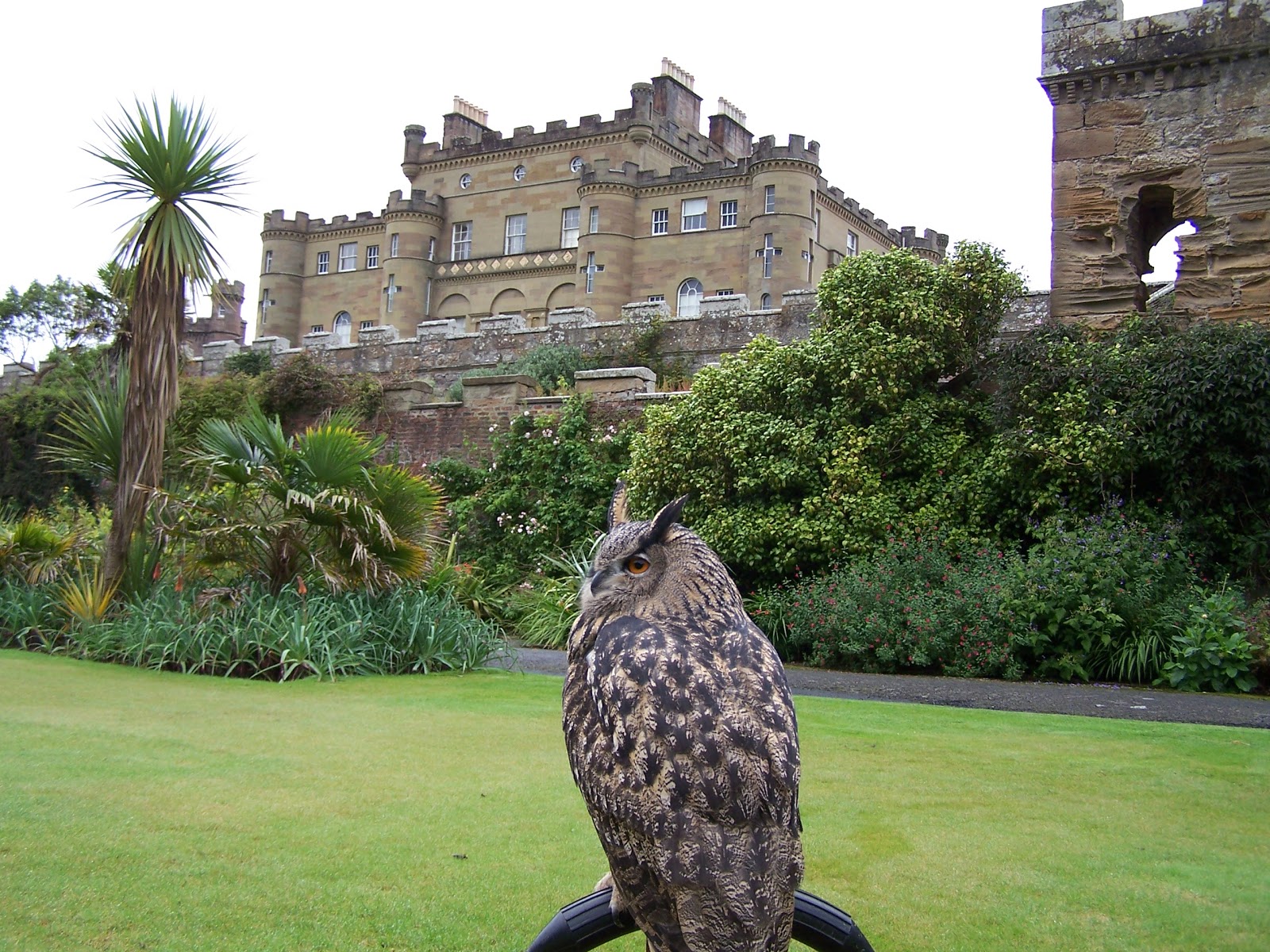 Strathblane Falconry News