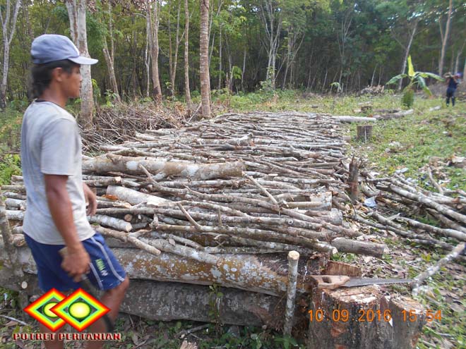 Cara Mudah Membuat Arang dari Kayu Secara Konvensional | Pertanian