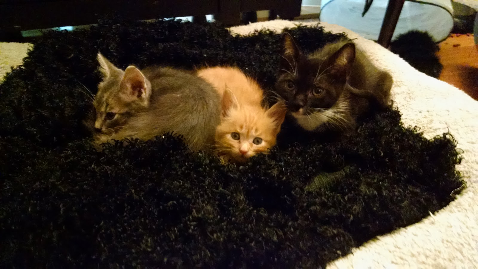 Of Practical Cats: Auggie Pullman and the Cleft Lip