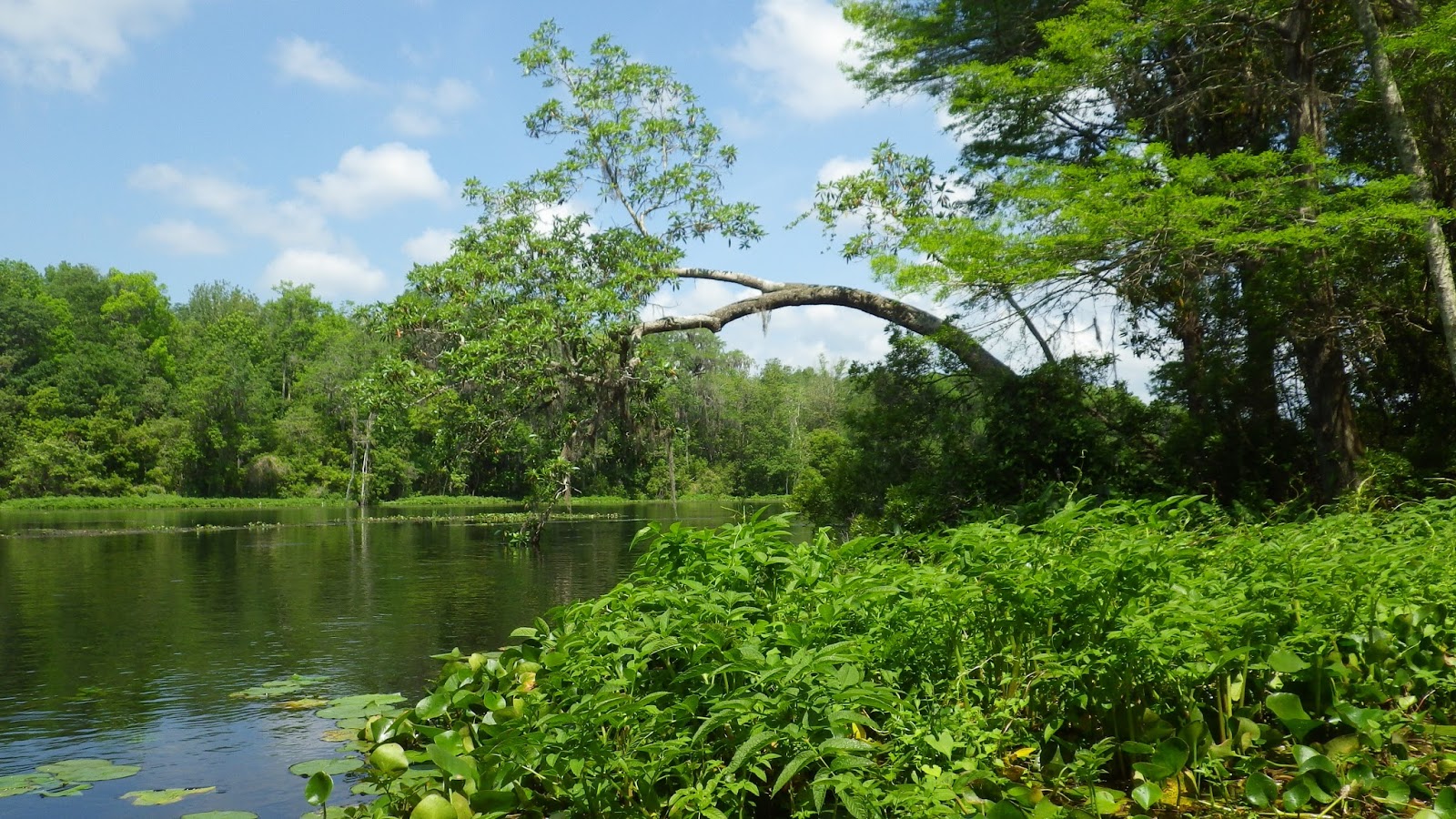 Til the Last Hemlock Dies: A Day on the Wacissa River.