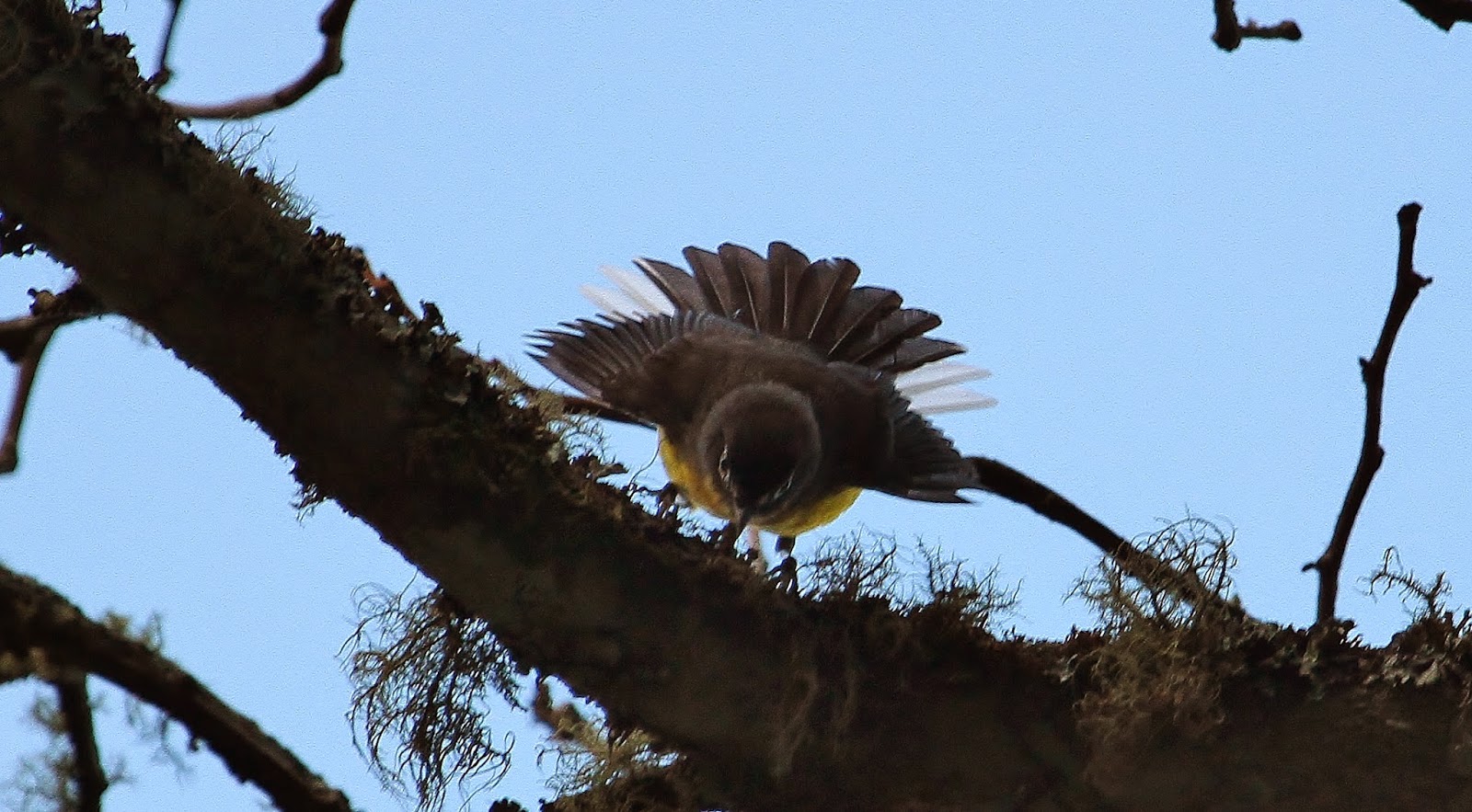 Nuestro bello mundo...: Birding Tour in the Andes, Merida and Barinas ...