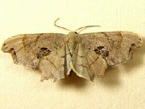 Field Biology in Southeastern Ohio: Scoopwings, Sackbearers, & Window ...