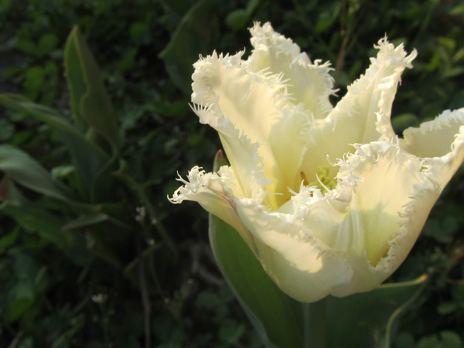 Quando Piantare i Tulipani ? - Coltivazione e Cure | Il Gusto Della Natura