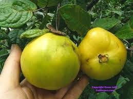 CHAMBA FRUTA EXÓTICA DE LA REGIÓN DE LENGUNPA: CARACTERISTICAS DE LA CHAMBA