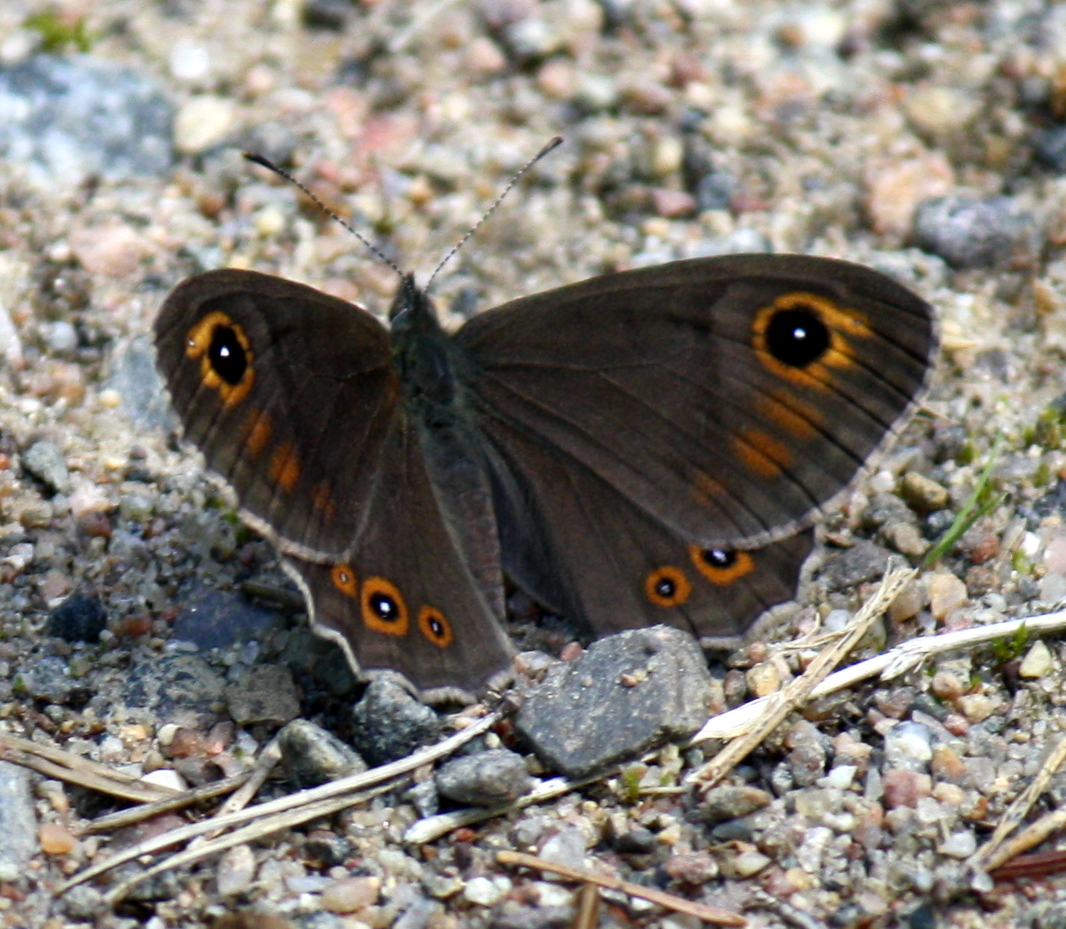 Linnea borealis: Perhoset esittäytyvät
