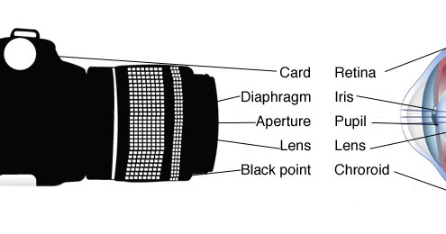 How Does the Human Eye Work | All About the eyes. - Medical School ...