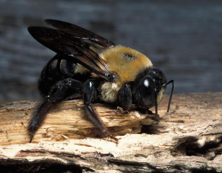 The Big Fuzzy Bumble Bee- What are they? Do they Hurt? How to Kill them.