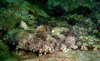 Real Monstrosities: Wobbegong