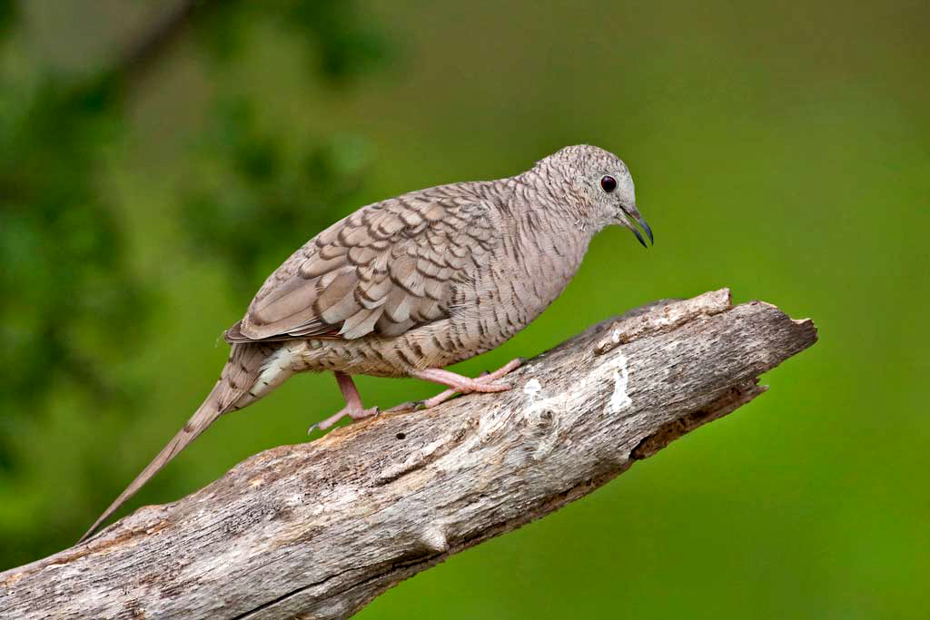 Bellas Aves de El Salvador: Columbina inca (tortolita, palomita inca)