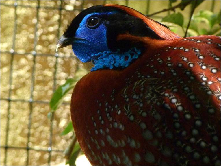 Beasts in a Populous City: The Temminck’s Tragopan Tries out His Mating ...
