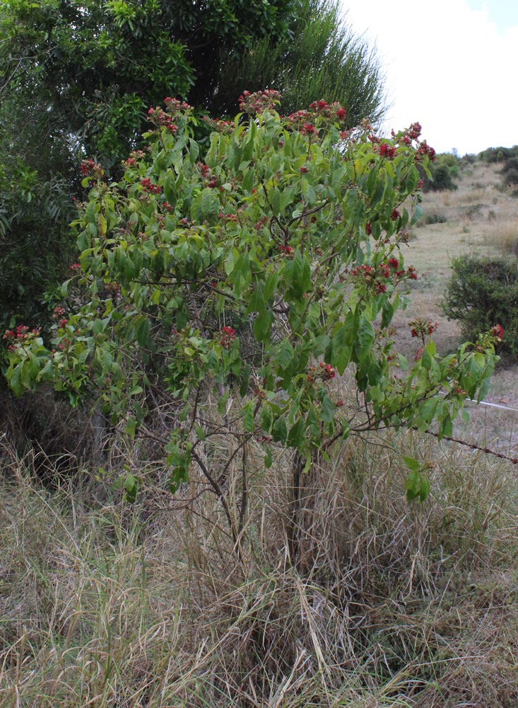 Toowoomba Plants: Smooth Lolly Bush
