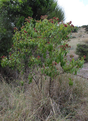 Toowoomba Plants: Smooth Lolly Bush