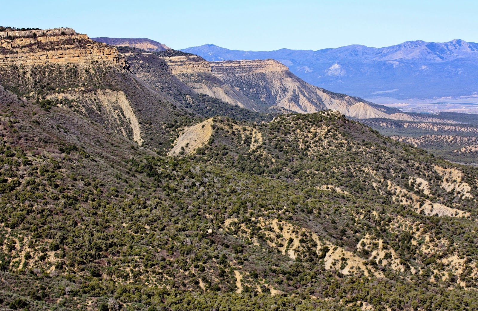 The Southwest Through Wide Brown Eyes: Mesa Verde Springs Alive!
