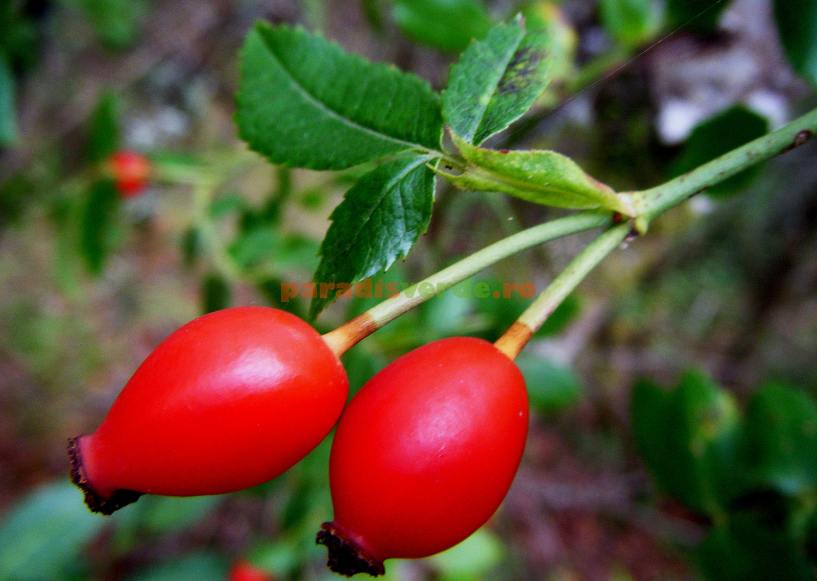 la Camy in bucatarie ...: PASTA DE MACESE ...