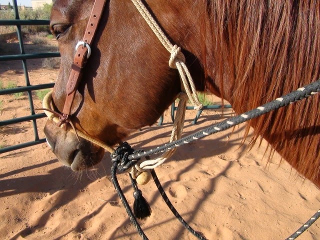 Functional Horsemanship: Bosals and Hackamores, What's the Difference?