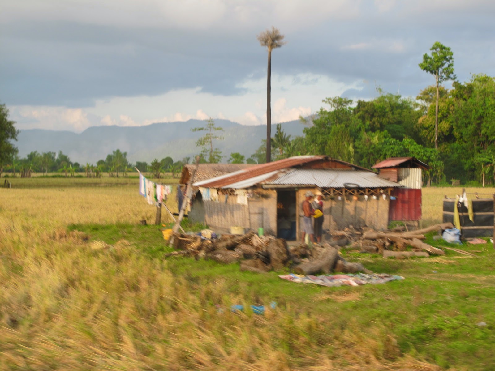 Ricefields of Mindoro