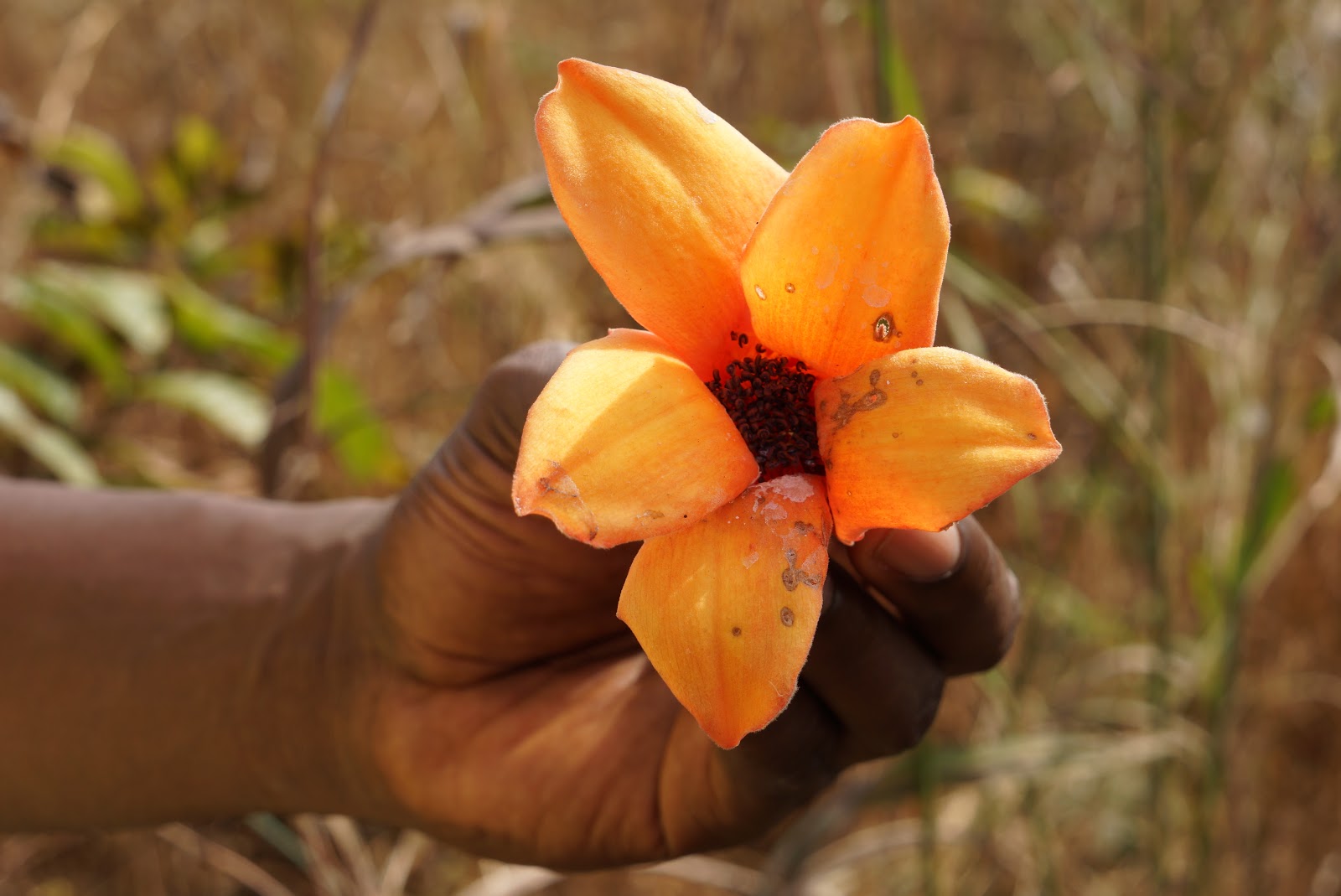 Das plantas e das pessoas: Bombax costatum (Malvaceae, Bombacoideae)