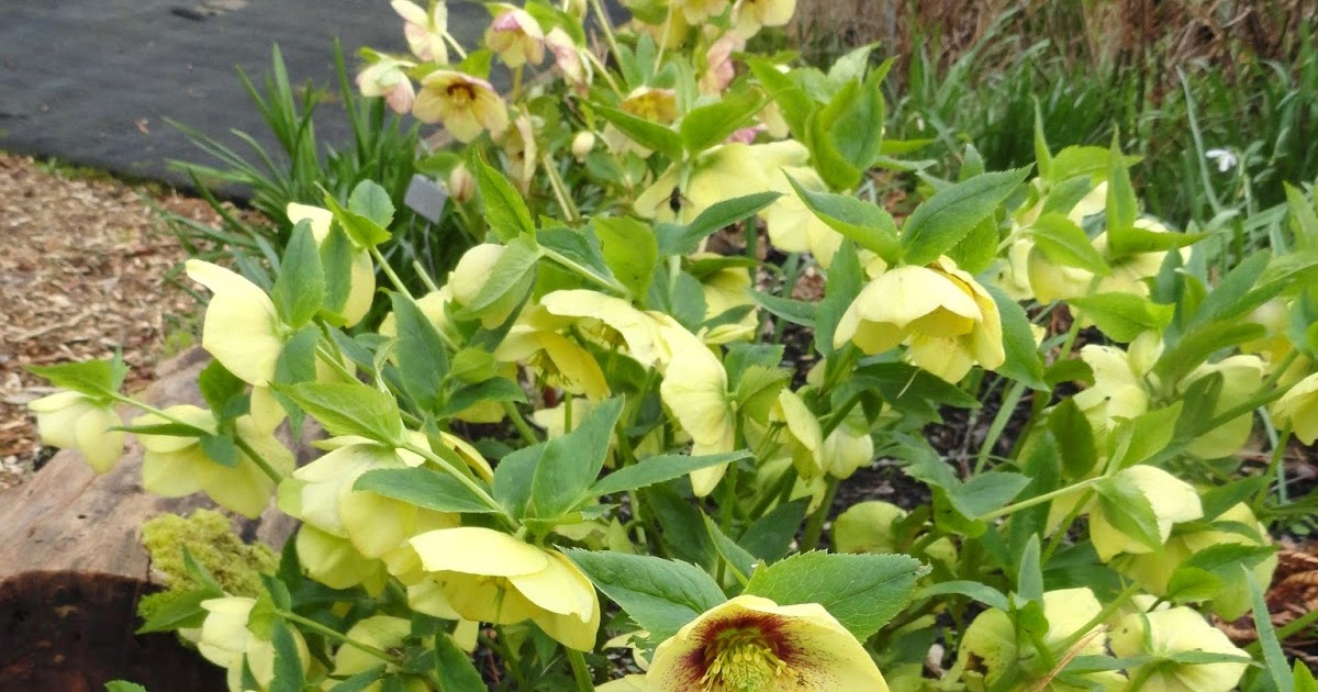 danger garden: Visiting the O’Byrnes nursery and garden…