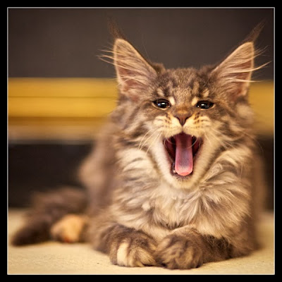 Our Plain City Life: Few Recent Photos of Shiva