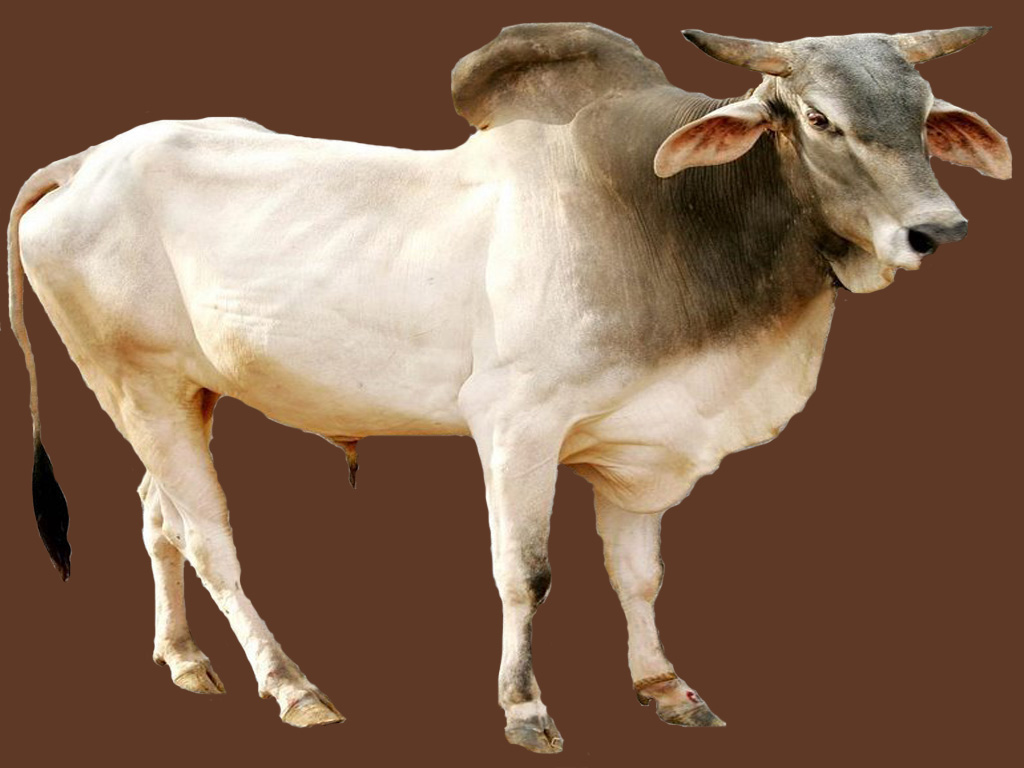 Haryana Cow | Modern Farming Methods