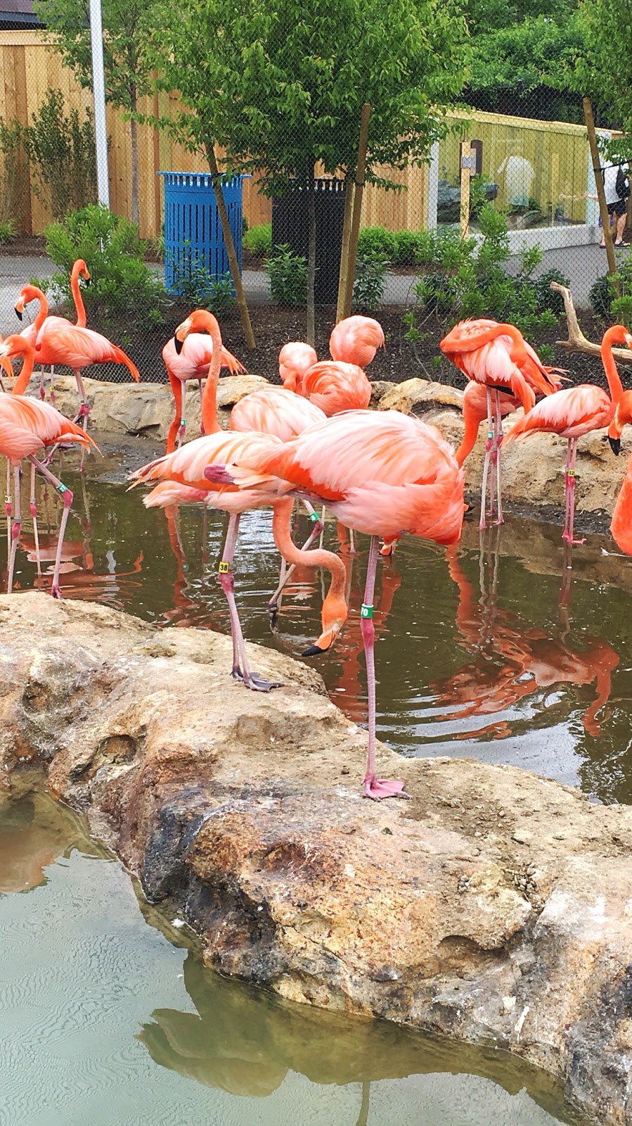 Prim and Propah: Discover the Caribbean Coast at Stone Zoo- Sponsored