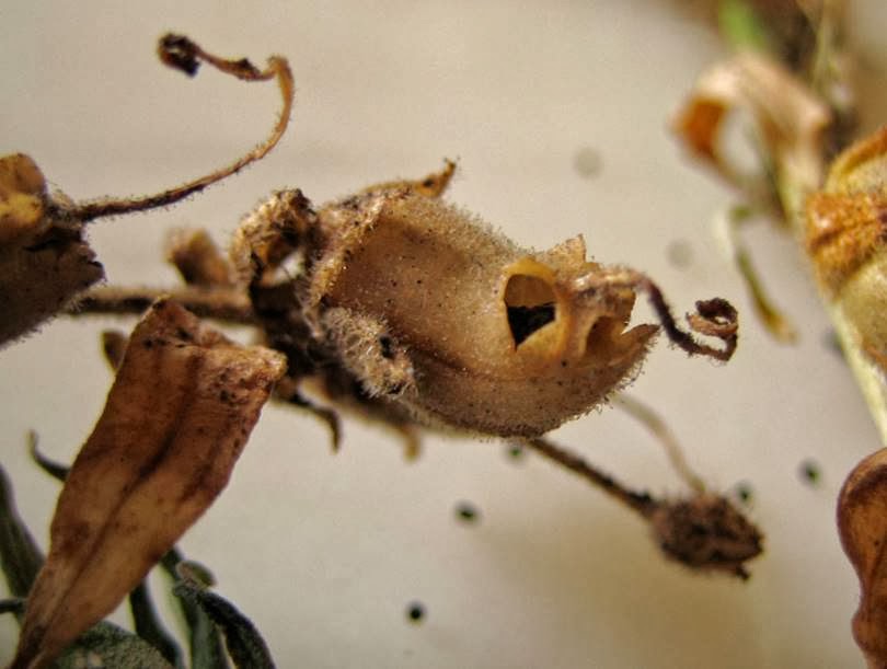 Antirrhinum¸ Dragon skull flower | Snapdragon Seed