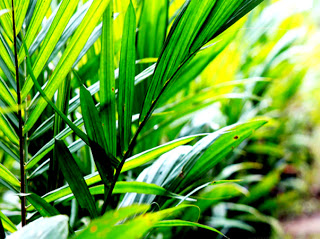 kelapa sawit: morfologi Kelapa Sawit