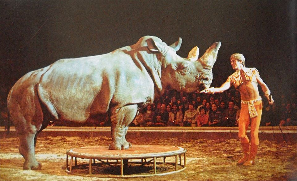 The Circus "NO SPIN ZONE": Circus Rhino's--Rolf Knie Jr.