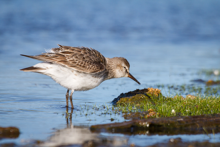 Whimbrel Nature: The Secret Lives Of Peeps