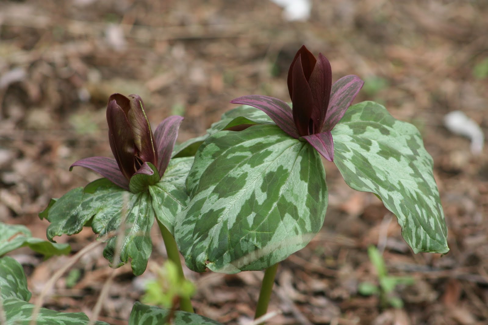 Our Garden Journal: Terrific Trillium