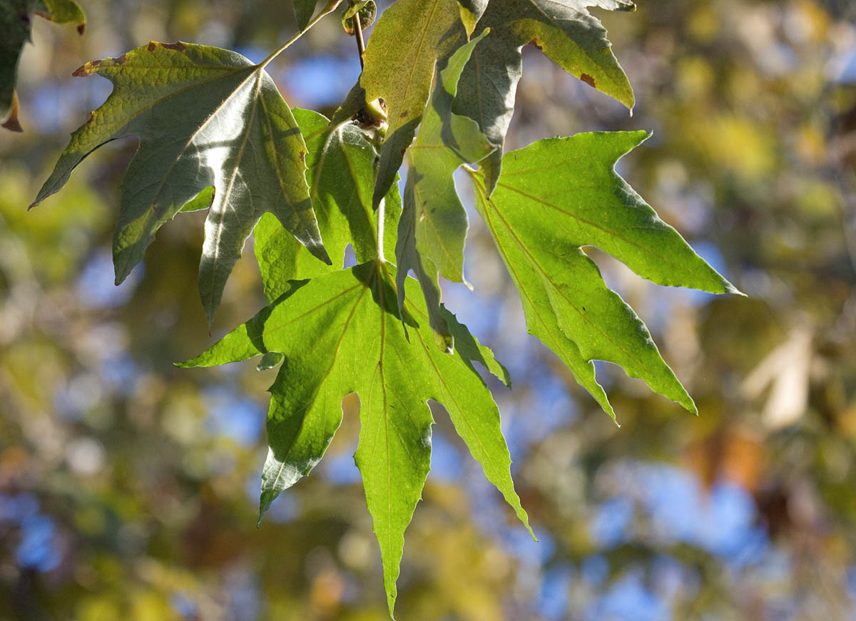 Photographic Nature Journaling: Part 2 - Greg in San Diego