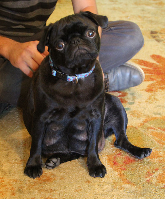 How Do You Know When A Pug Is In Labor
