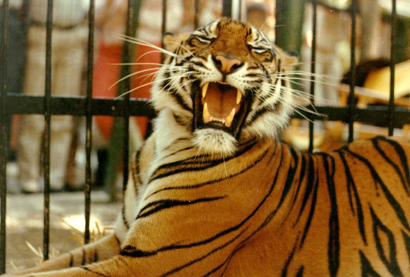 Sandusky History: Jungle Larry at Cedar Point