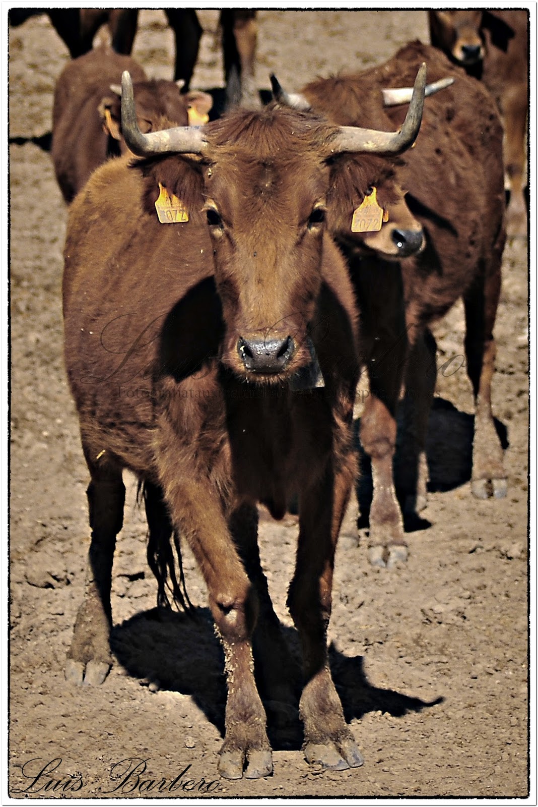 Finca "La Tejería" Grocin (Navarra) Ganadería "Reta de Casta Navarra ...