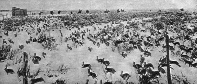 Historia desde Neuquén: La plaga de conejos en Australia