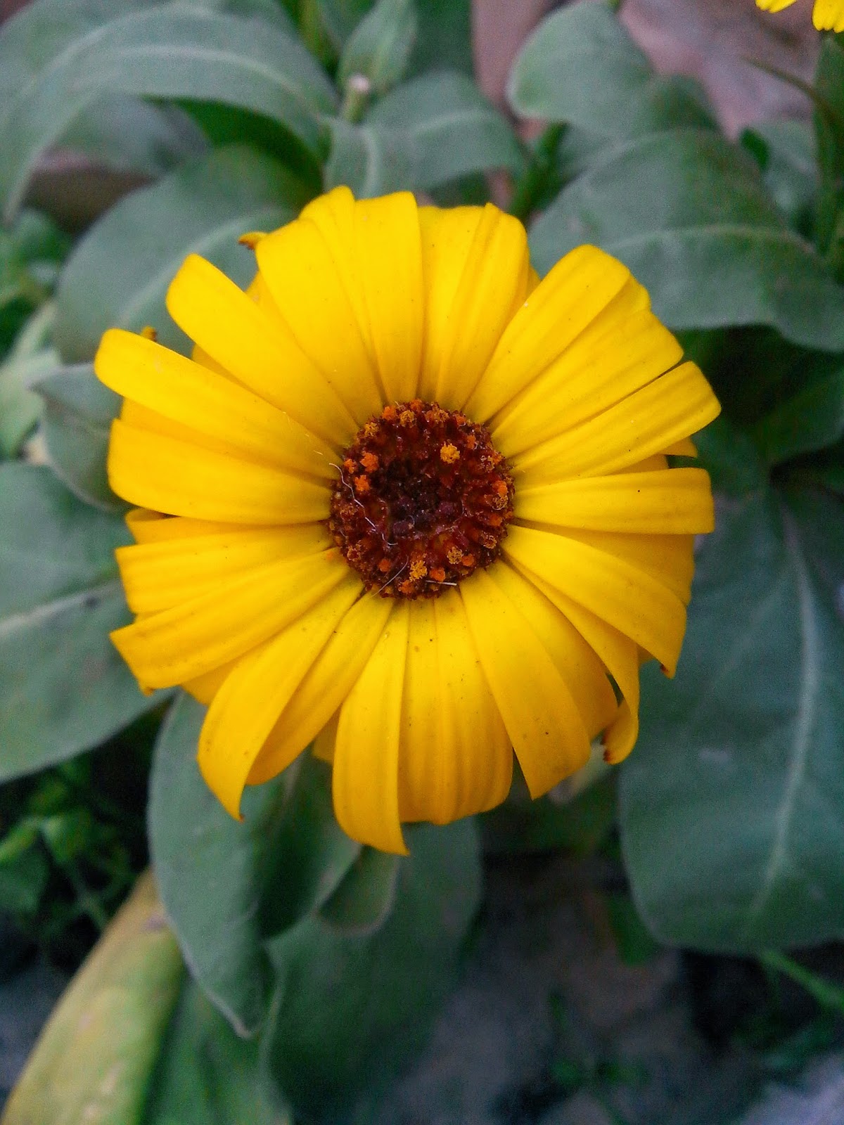 Natural Yellow Flowers Pics