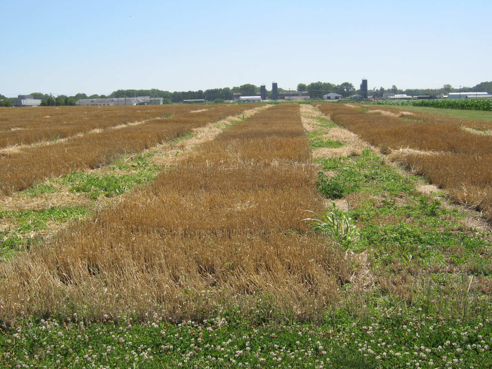 Observations in Agriculture: Small Grain Research