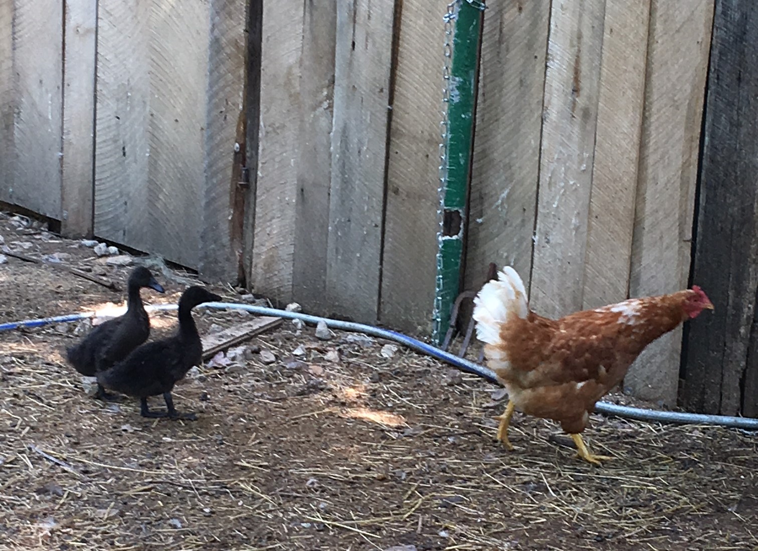 Sunflower Savannah: Cracking,Quacking and Honking and Hissing