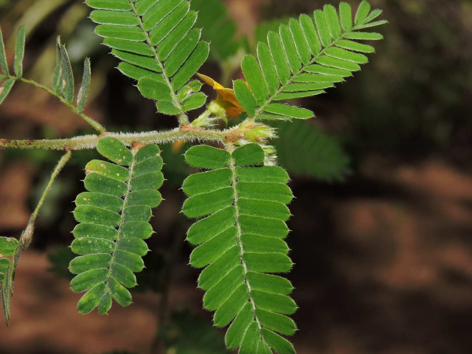 Fabaceae - Leguminosae no Brasil: Ctenodon