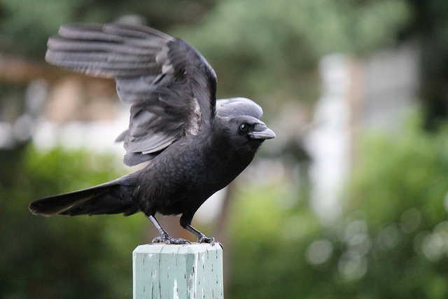 8 Photos Of The Beautiful Bird : Crow | The Life in The World