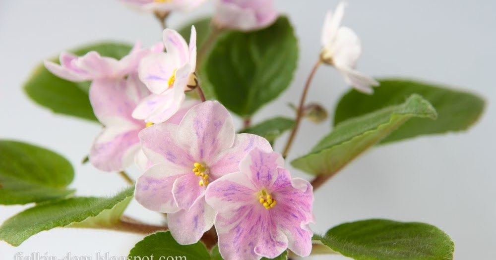 Фиалкин дом: Стандарты