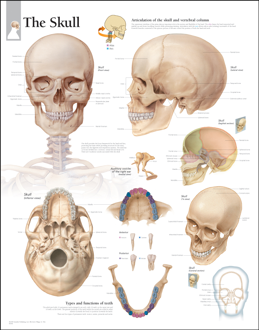 HUMAN BODY SYSTEM Inside The Human Skull human-body-system-inside-the-human-skull
