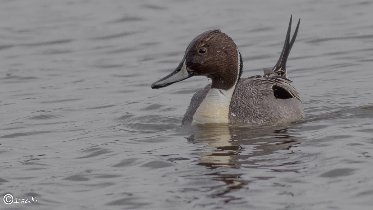Nosoloaves - Aves del mundo (Birds of the world): Anade rabudo (Anas acuta)